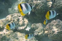 Pacific double-saddle butterflyfish - The Great Fiji Butterflyfish Count