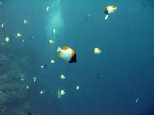 Butterflyfish Pairing - The Great Fiji Butterflyfish Count