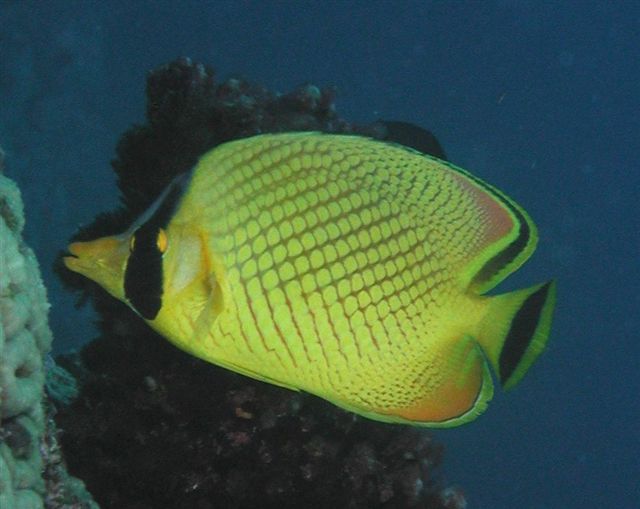 Latticed butterflyfish - The Great Fiji Butterflyfish Count