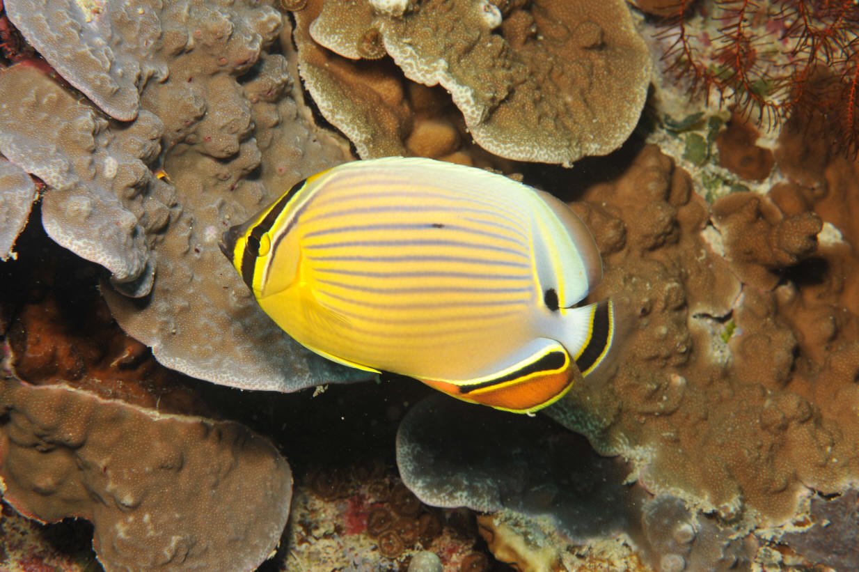 The Event - The Great Fiji Butterflyfish Count