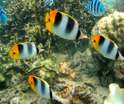 The Great Fiji Butterflyfish Count - The Great Fiji Butterflyfish Count